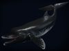 3D model Acrophyseter whale VR / AR / low-poly rigged animated | CGTrader