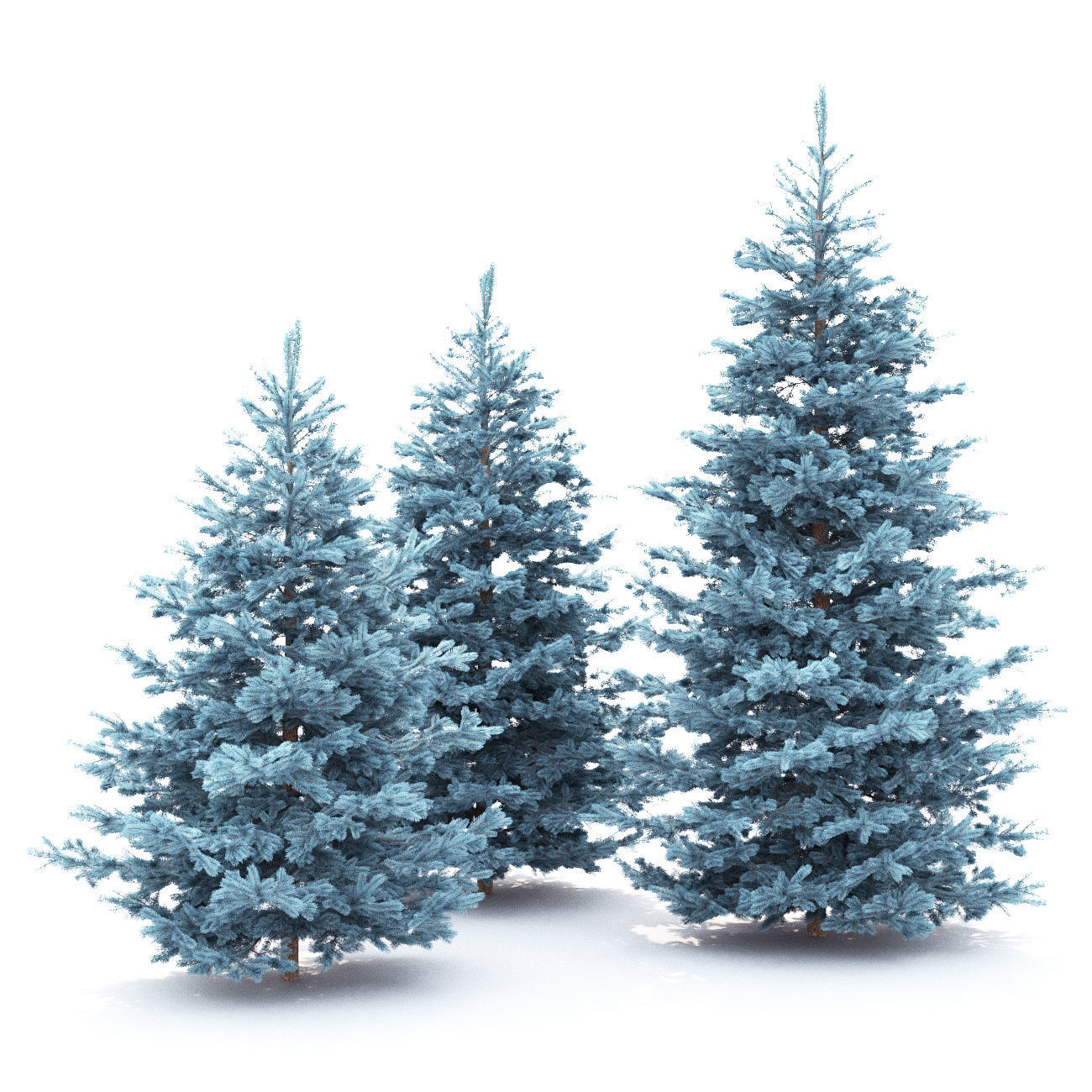 Picea 02 3D model | CGTrader