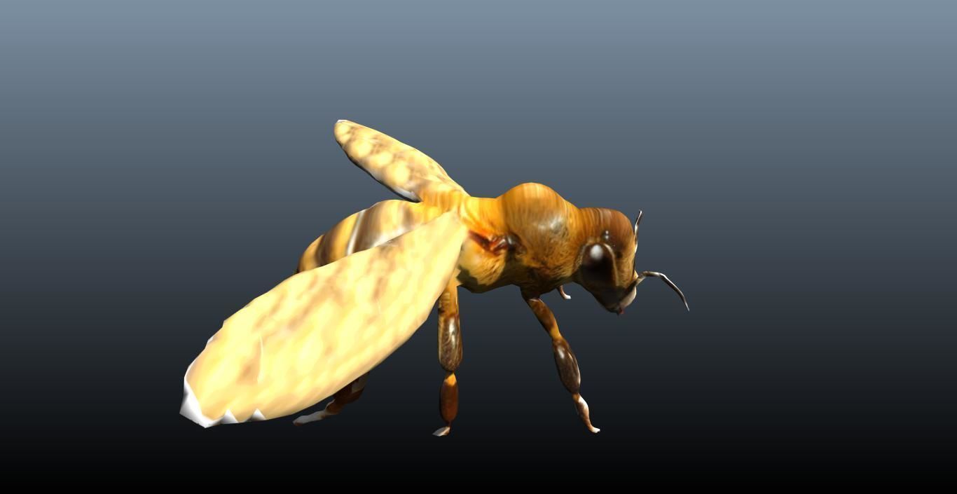3D model honey bee lowpoly VR / AR / low-poly | CGTrader