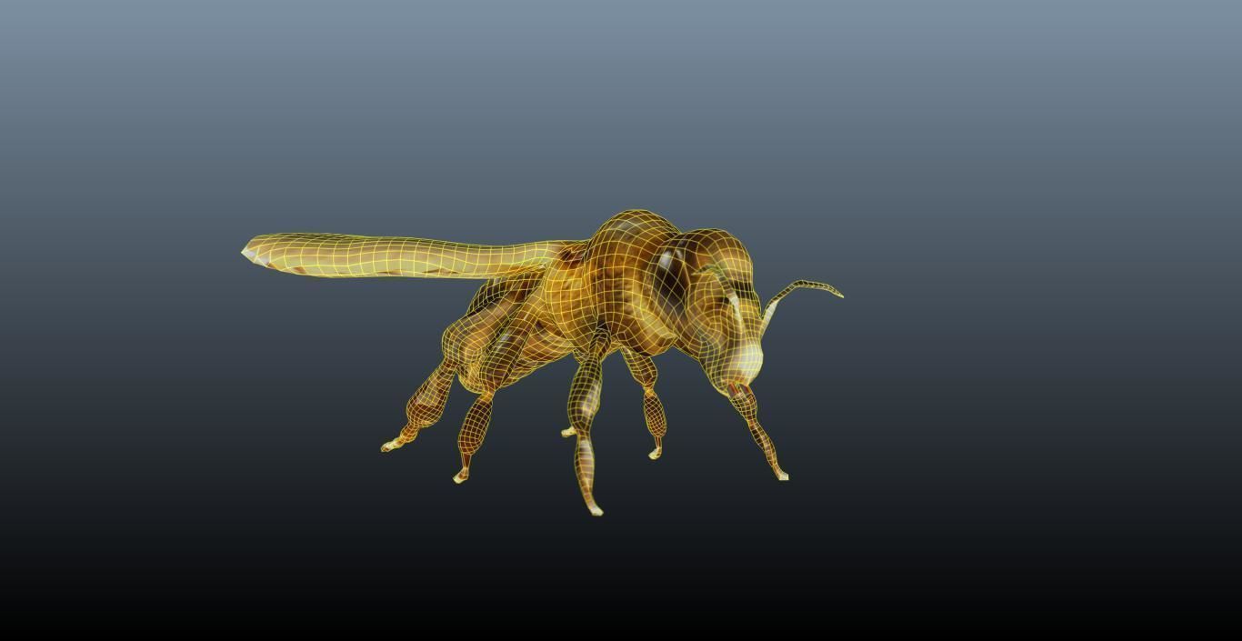 3D model honey bee lowpoly VR / AR / low-poly | CGTrader