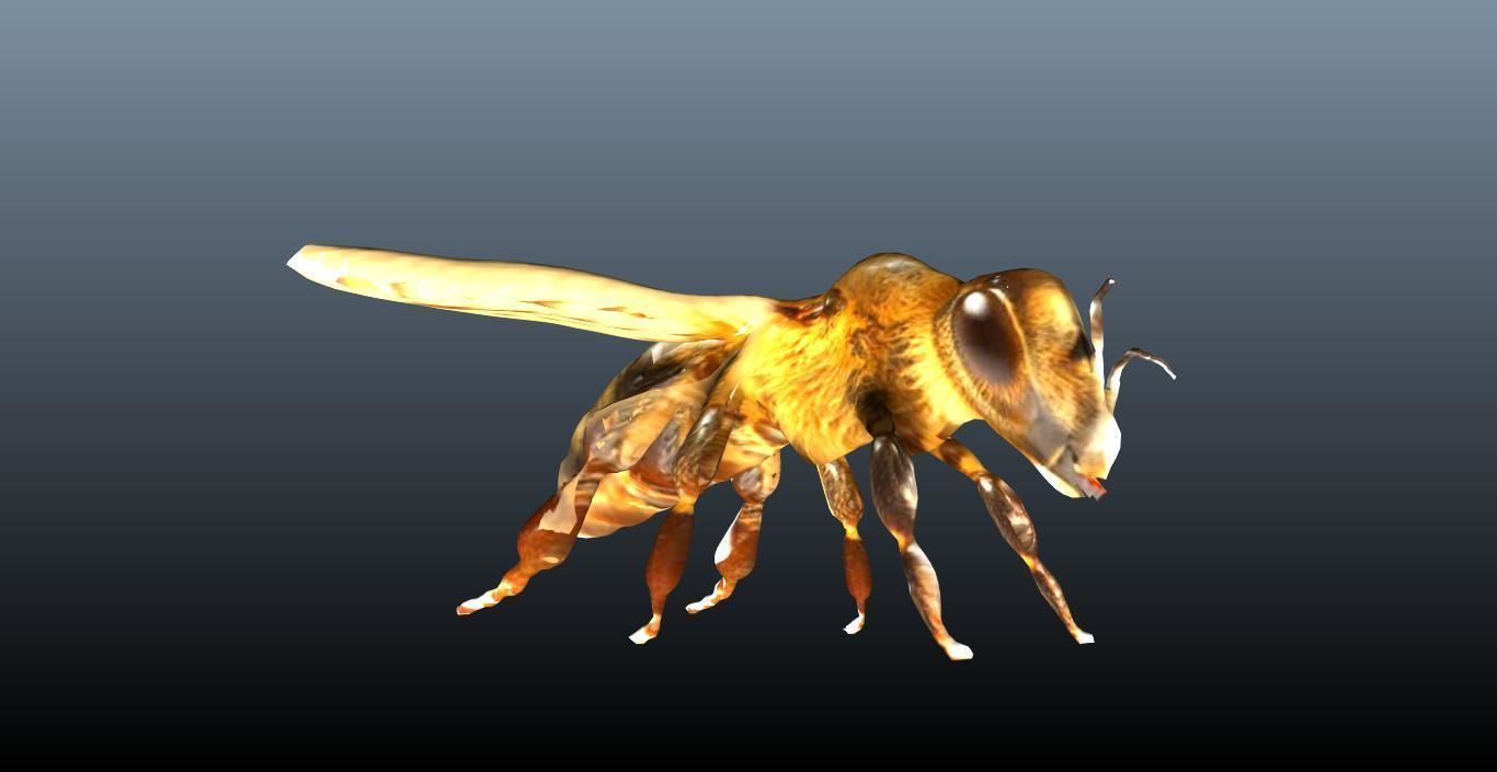 3D model honey bee lowpoly VR / AR / low-poly | CGTrader