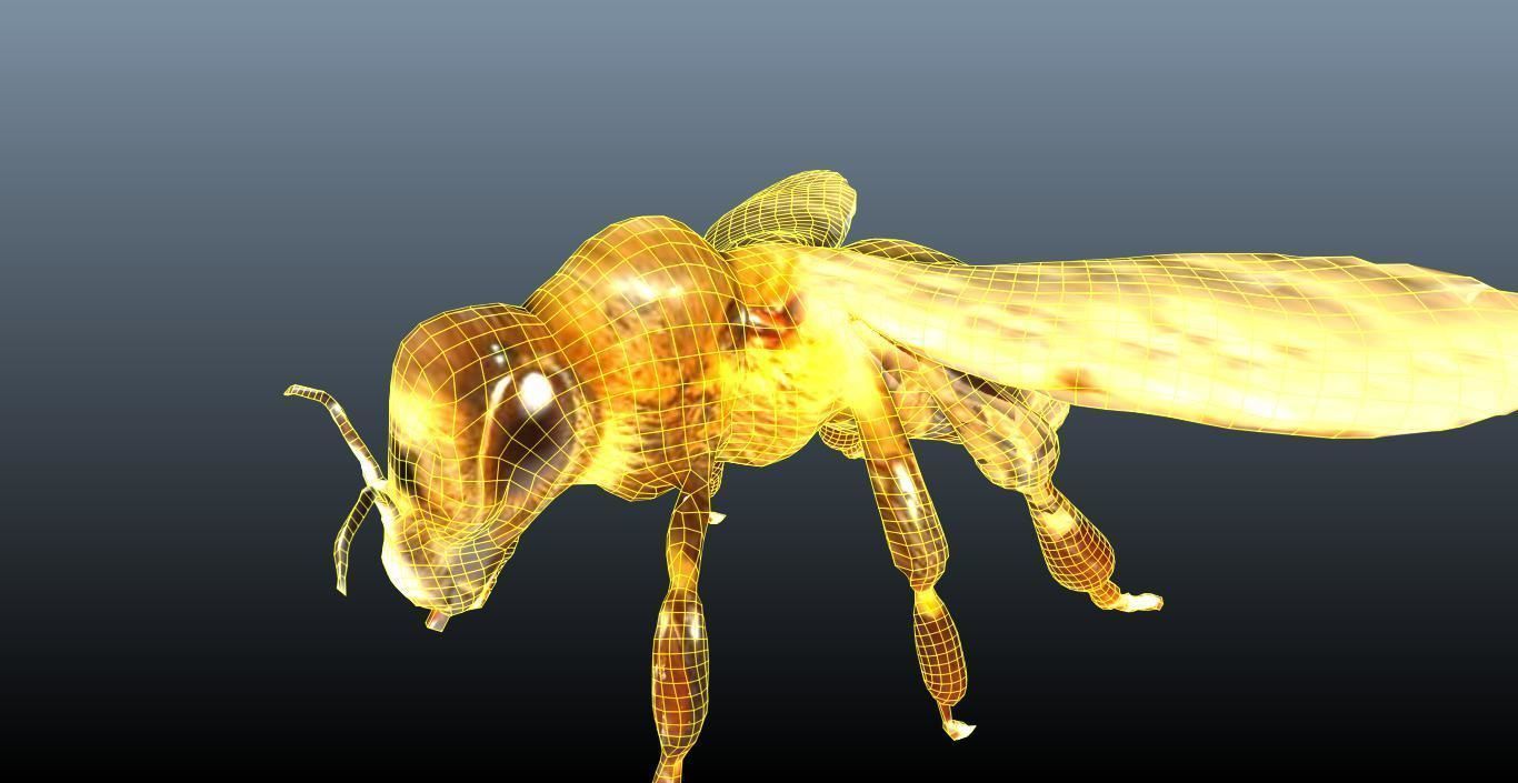 3D model honey bee lowpoly VR / AR / low-poly | CGTrader