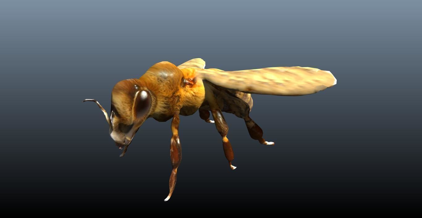 3D model honey bee lowpoly VR / AR / low-poly | CGTrader