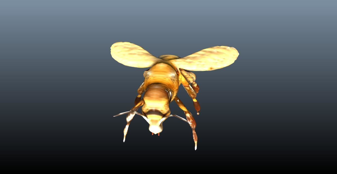 3D model honey bee lowpoly VR / AR / low-poly | CGTrader