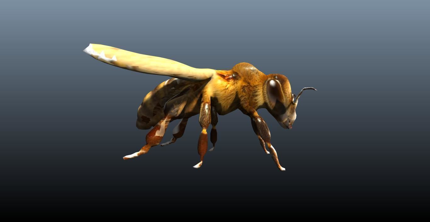 3D model honey bee lowpoly VR / AR / low-poly | CGTrader