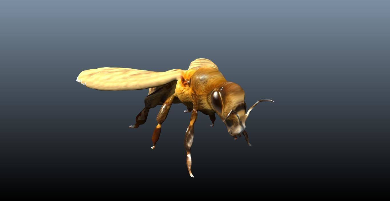 3D model honey bee lowpoly VR / AR / low-poly | CGTrader