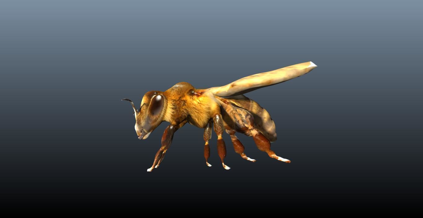 3D model honey bee lowpoly VR / AR / low-poly | CGTrader