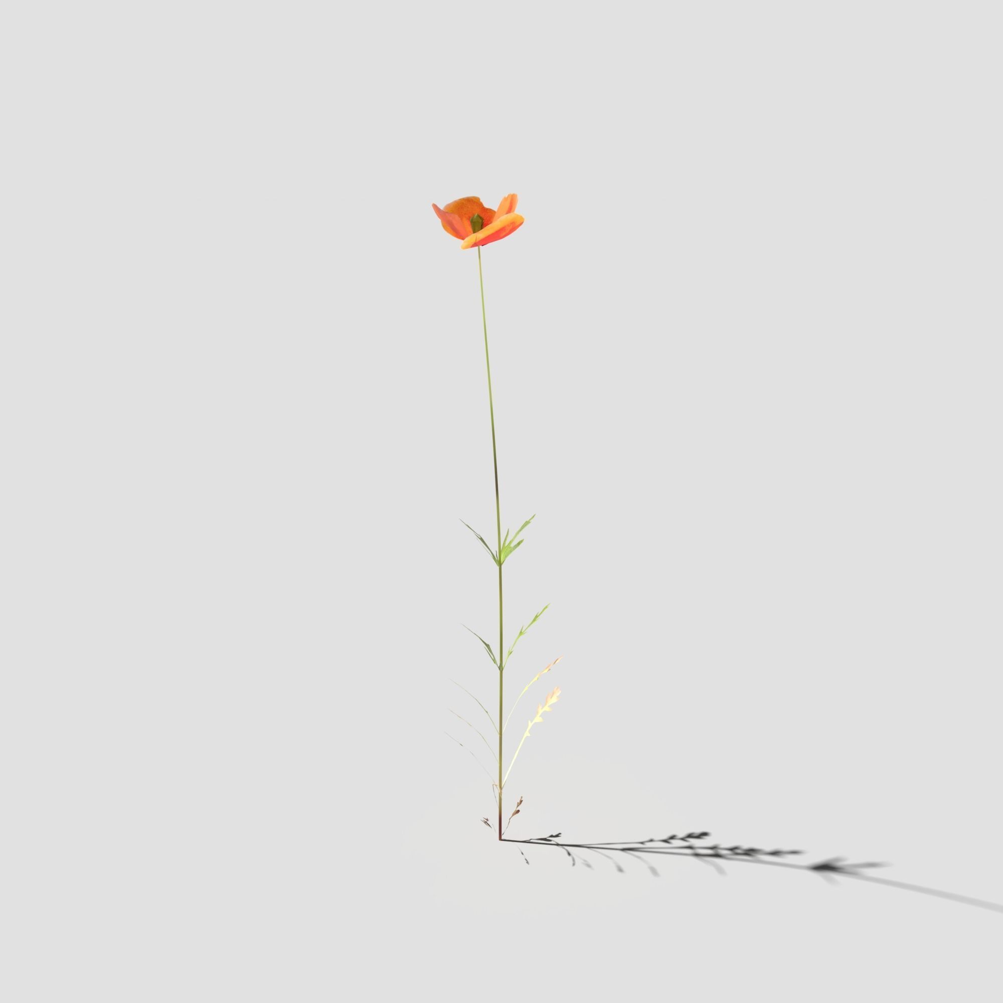 Poppy Pack 3D model | CGTrader