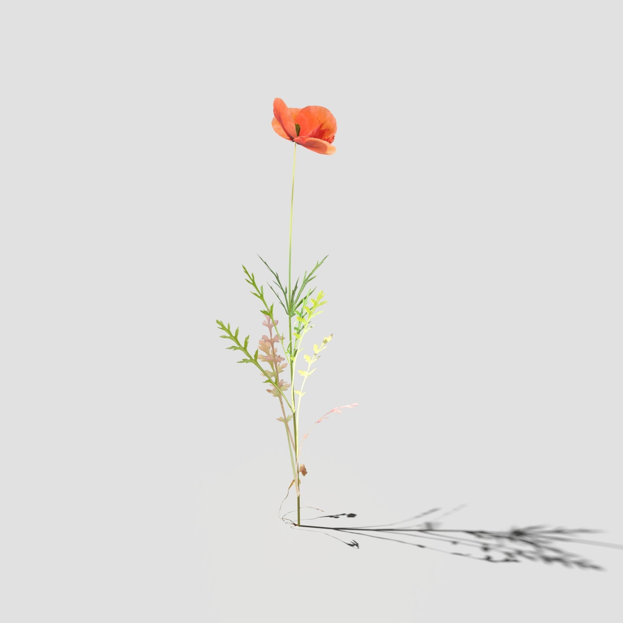 Poppy Pack 3D model | CGTrader