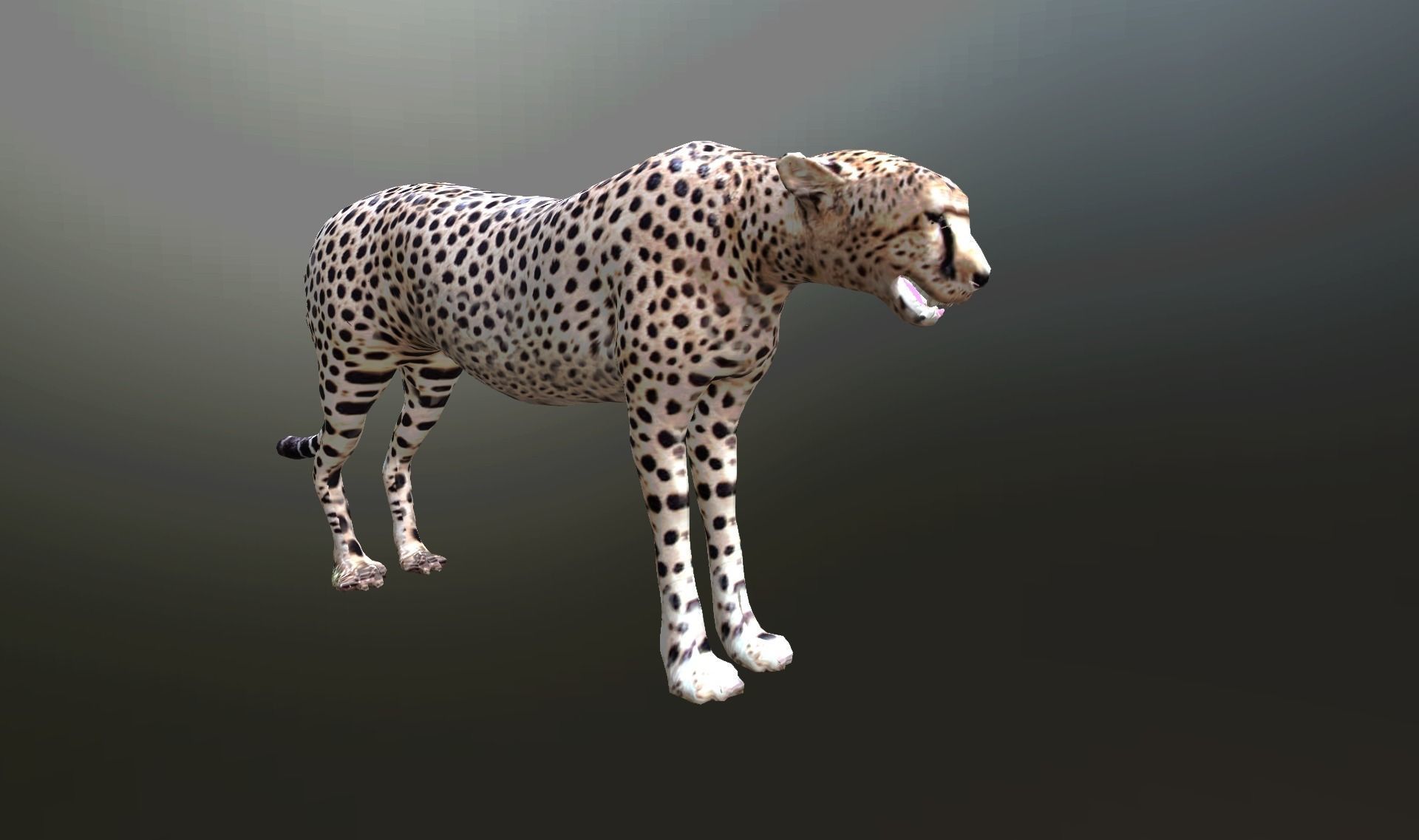 3D model cheetah lowpoly VR / AR / low-poly | CGTrader