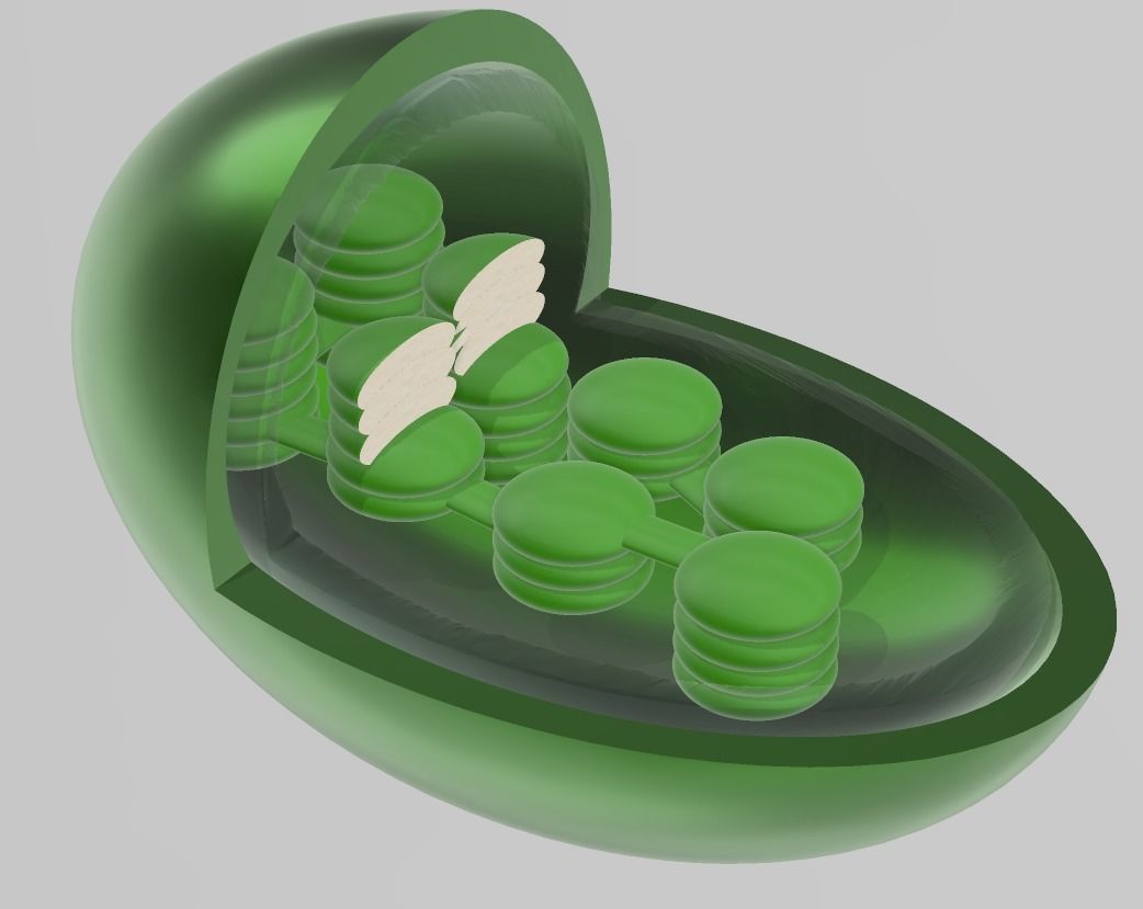 Chloroplast egg 3D model | CGTrader