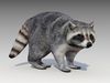 3D model Raccoon Animated VR / AR / low-poly rigged animated | CGTrader