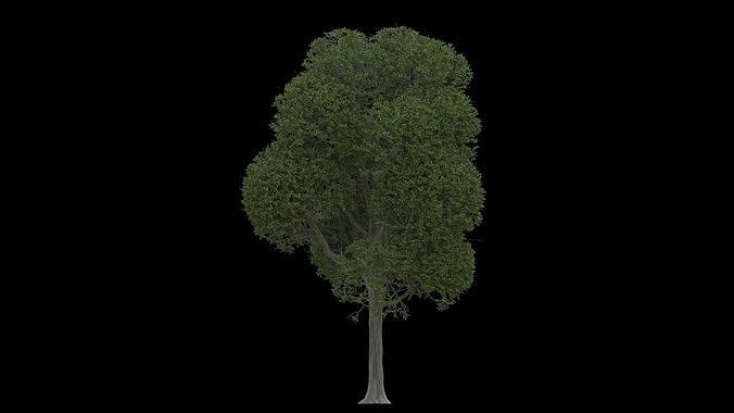 Free Tree Model x 1 free 3D model | CGTrader