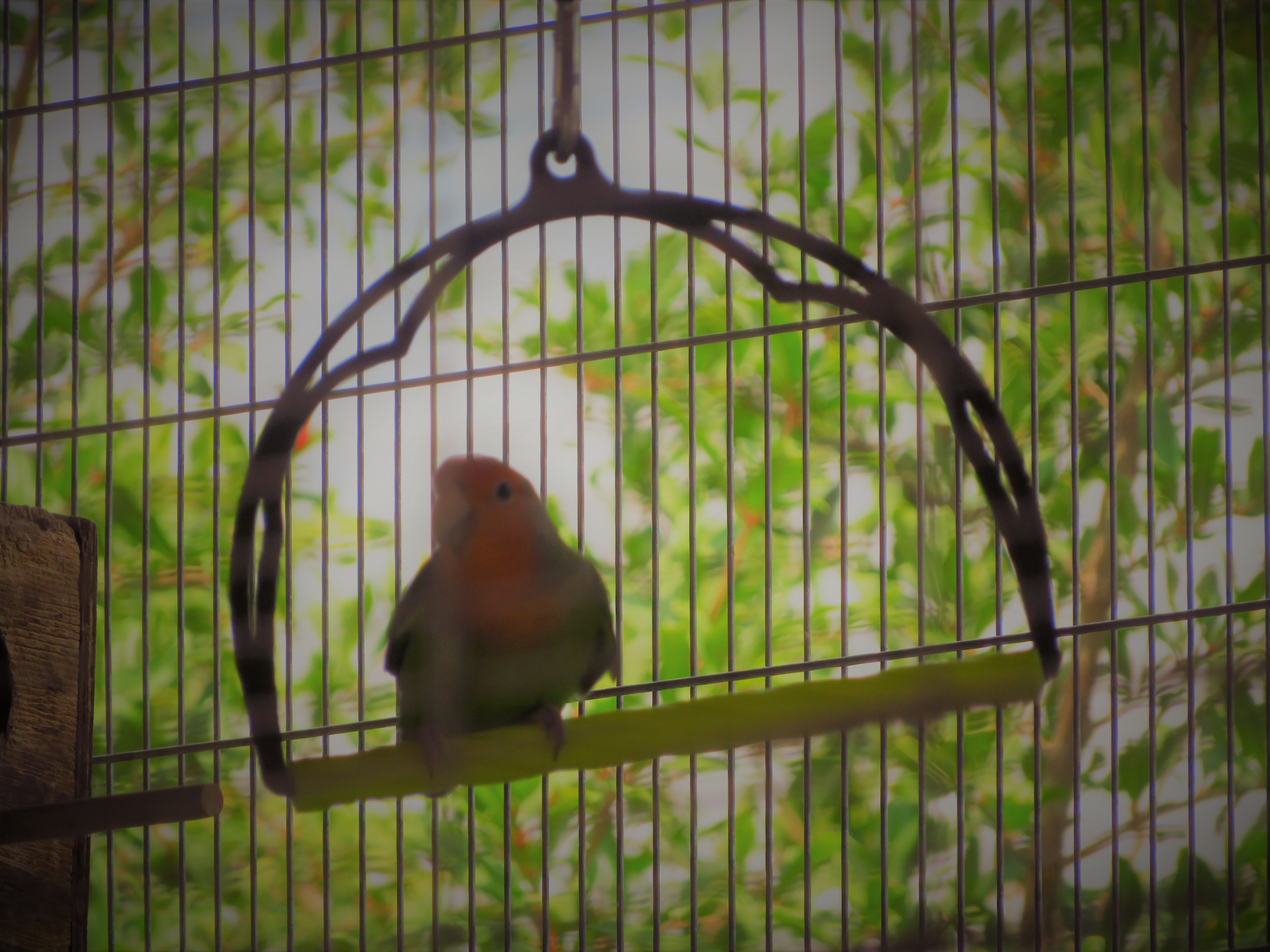 Birds Swing - SolidWorks and 3D printing 3D model 3D printable | CGTrader