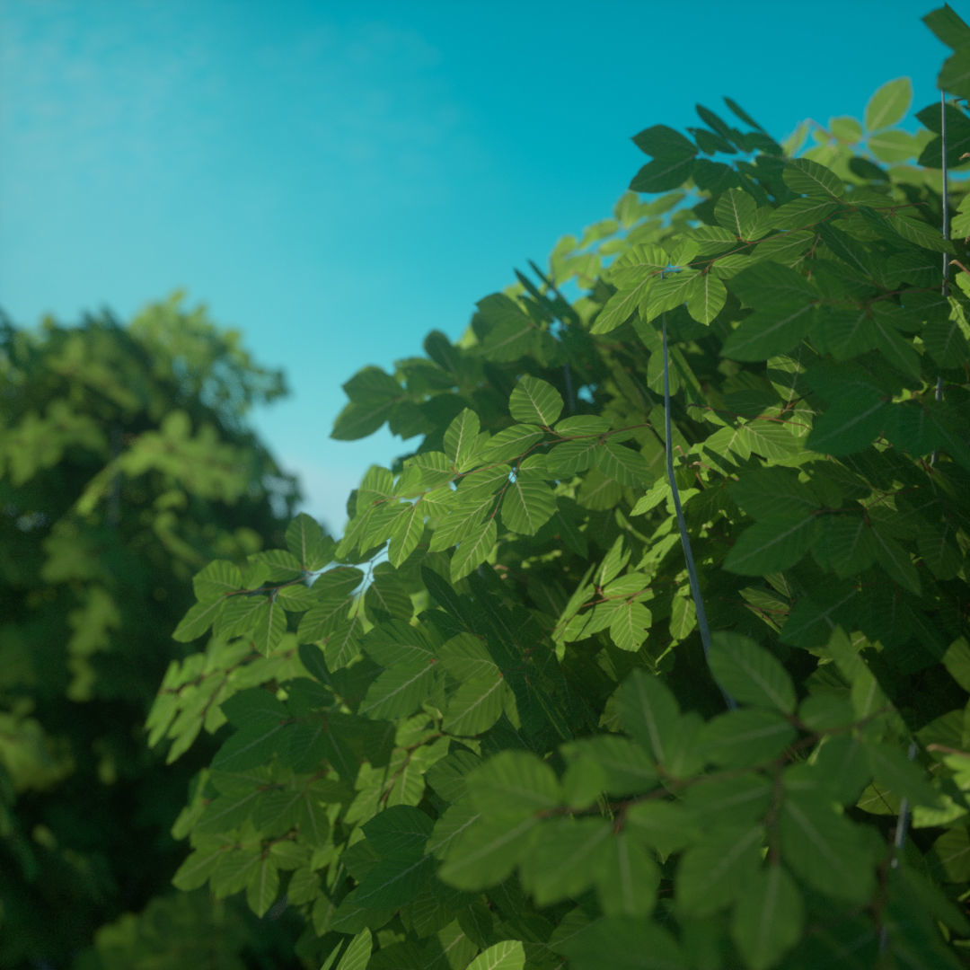 3D model Trees Generic Set 0 VR / AR / low-poly | CGTrader