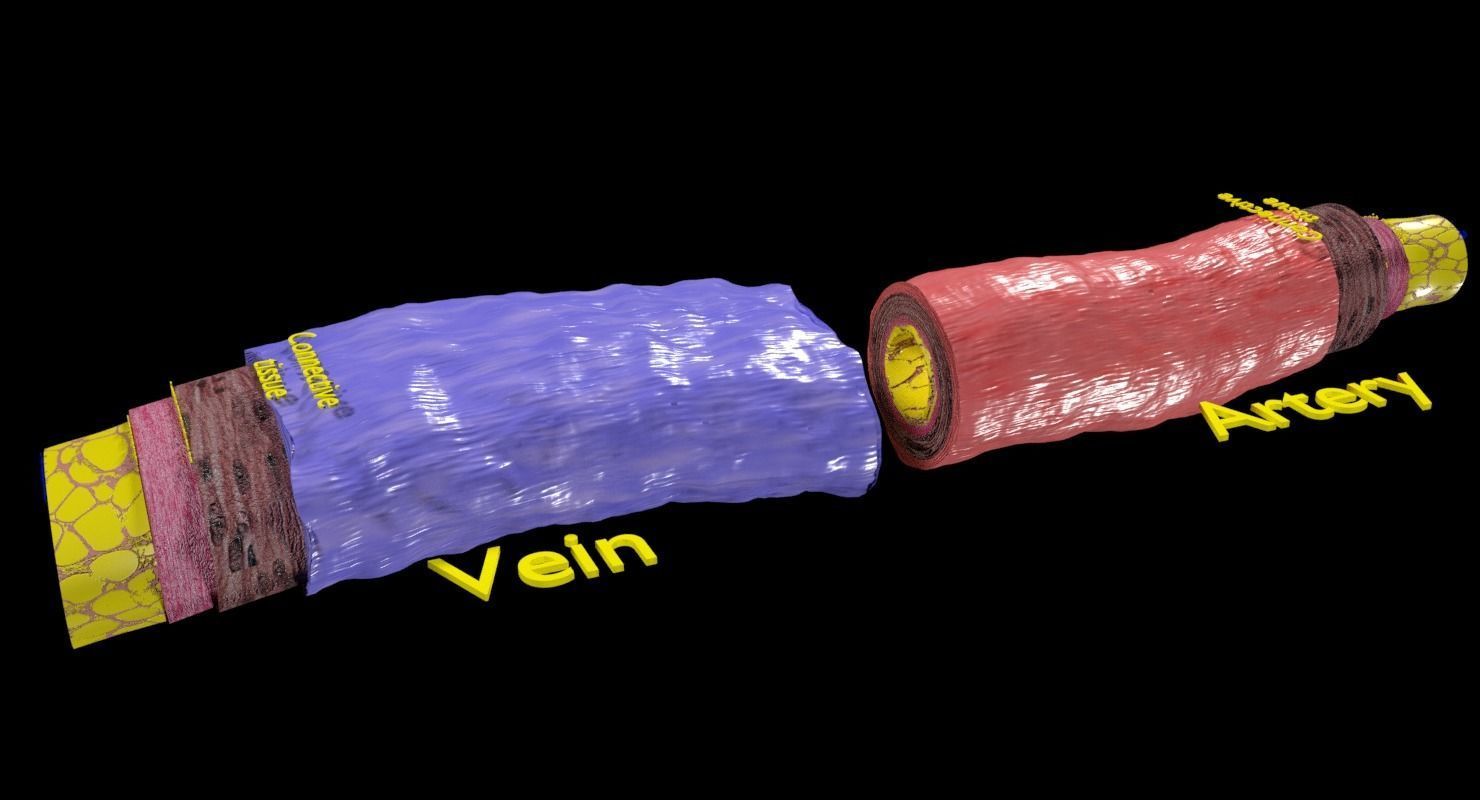 Blood vessel artery vein structure labelled 3D model | CGTrader