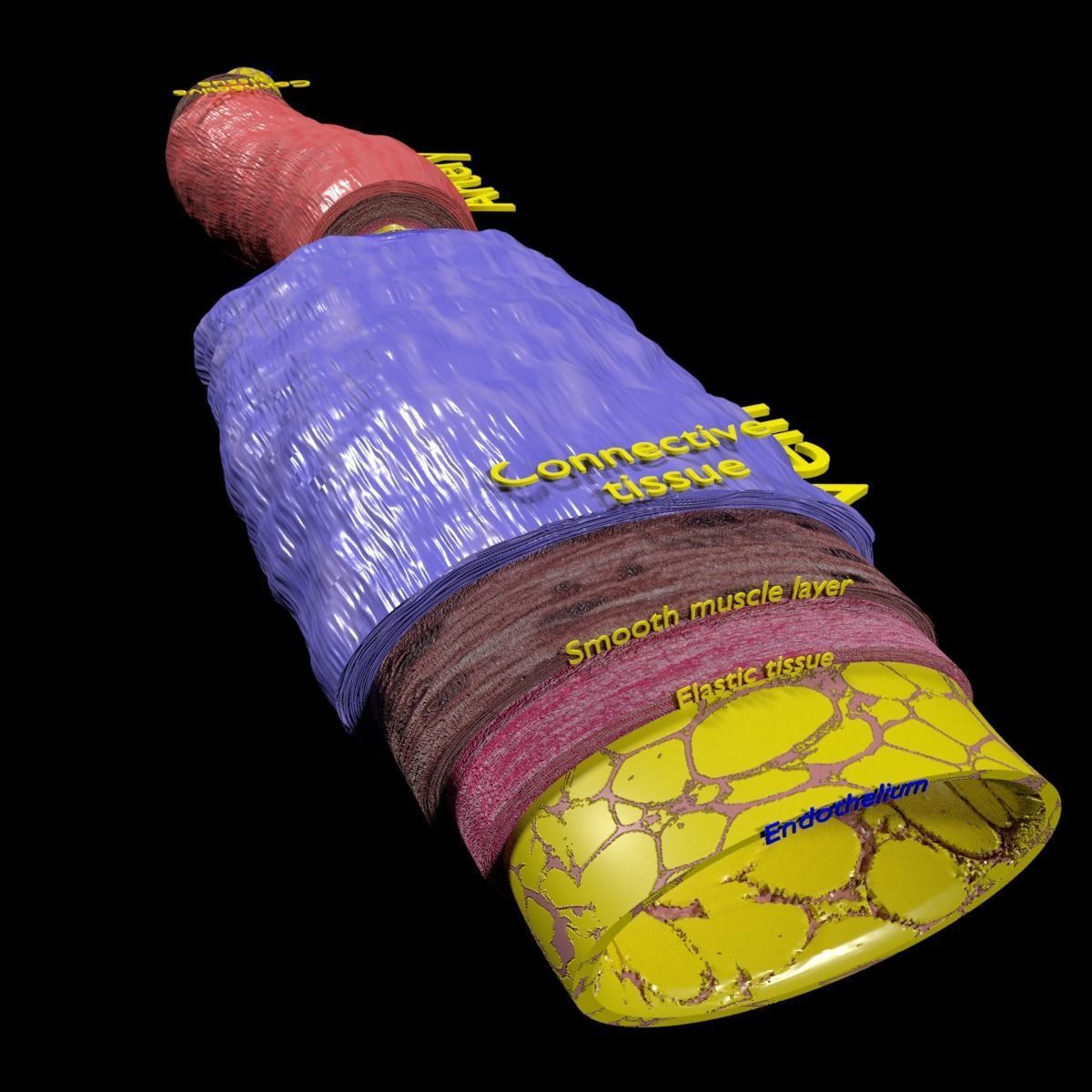 Blood vessel artery vein structure labelled 3D model | CGTrader