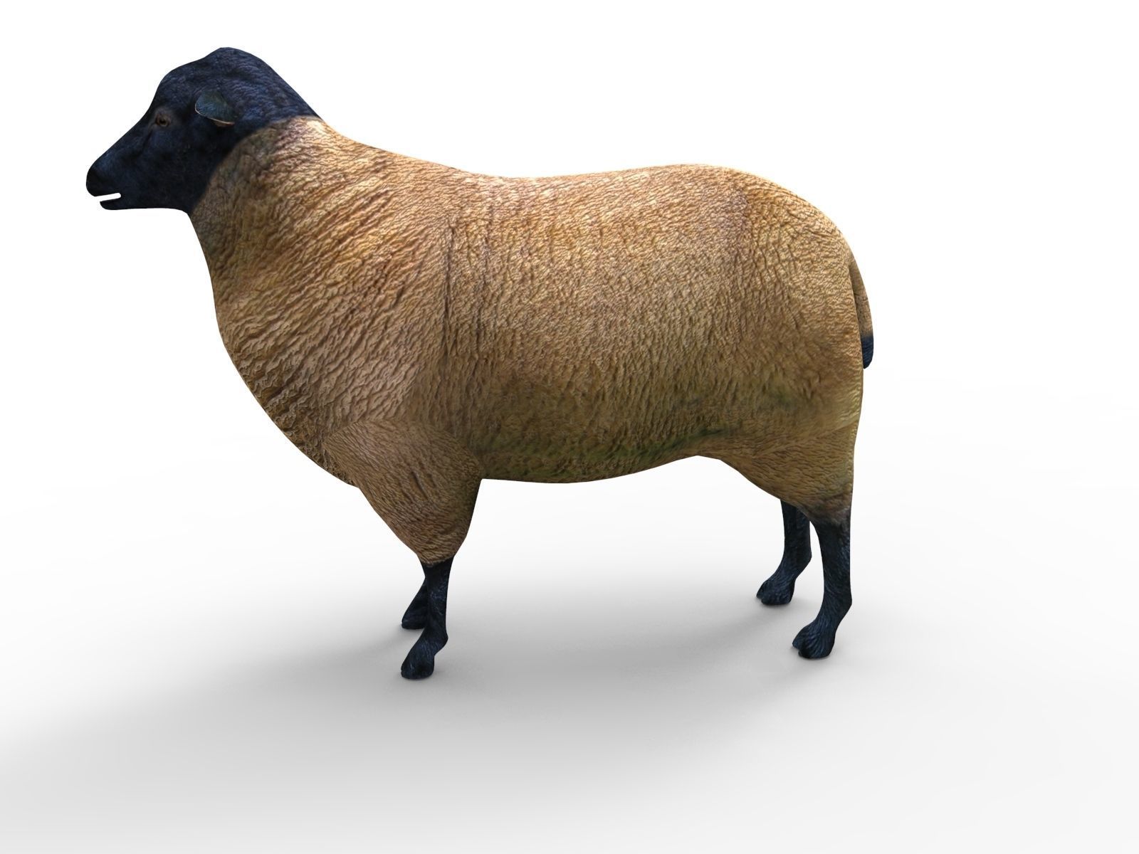 3D model 3D Sheep low poly Model VR / AR / low-poly | CGTrader