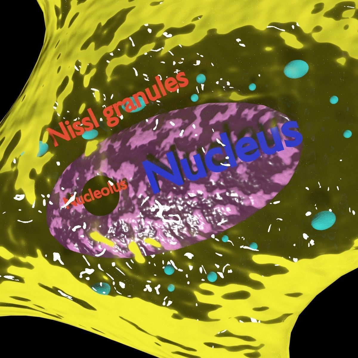 Neuron axon parts labelled detail 3D model | CGTrader
