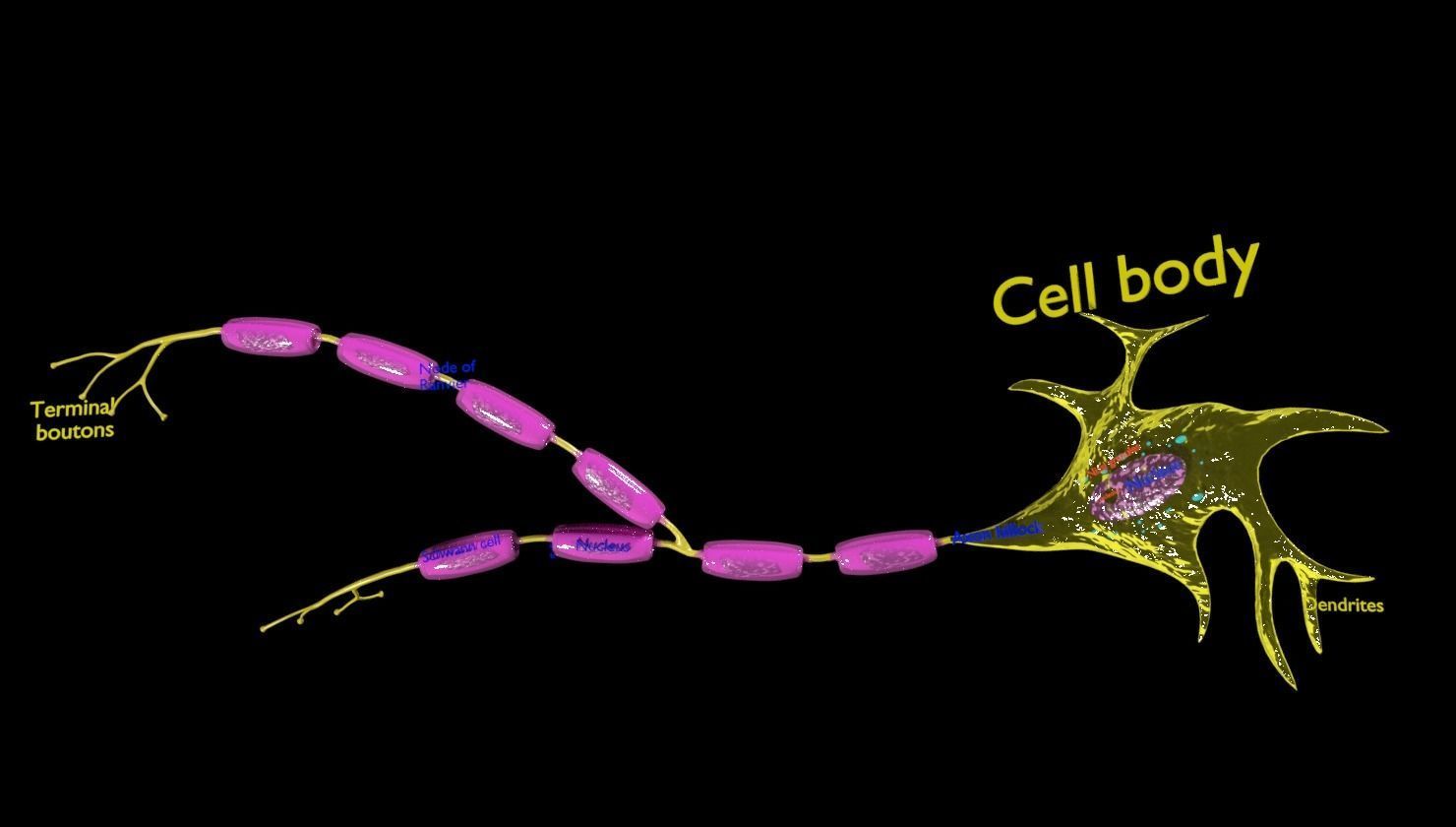 Neuron axon parts labelled detail 3D model | CGTrader