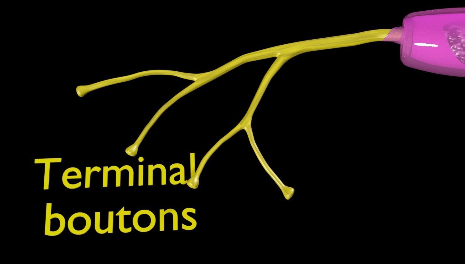 Neuron axon parts labelled detail 3D model | CGTrader