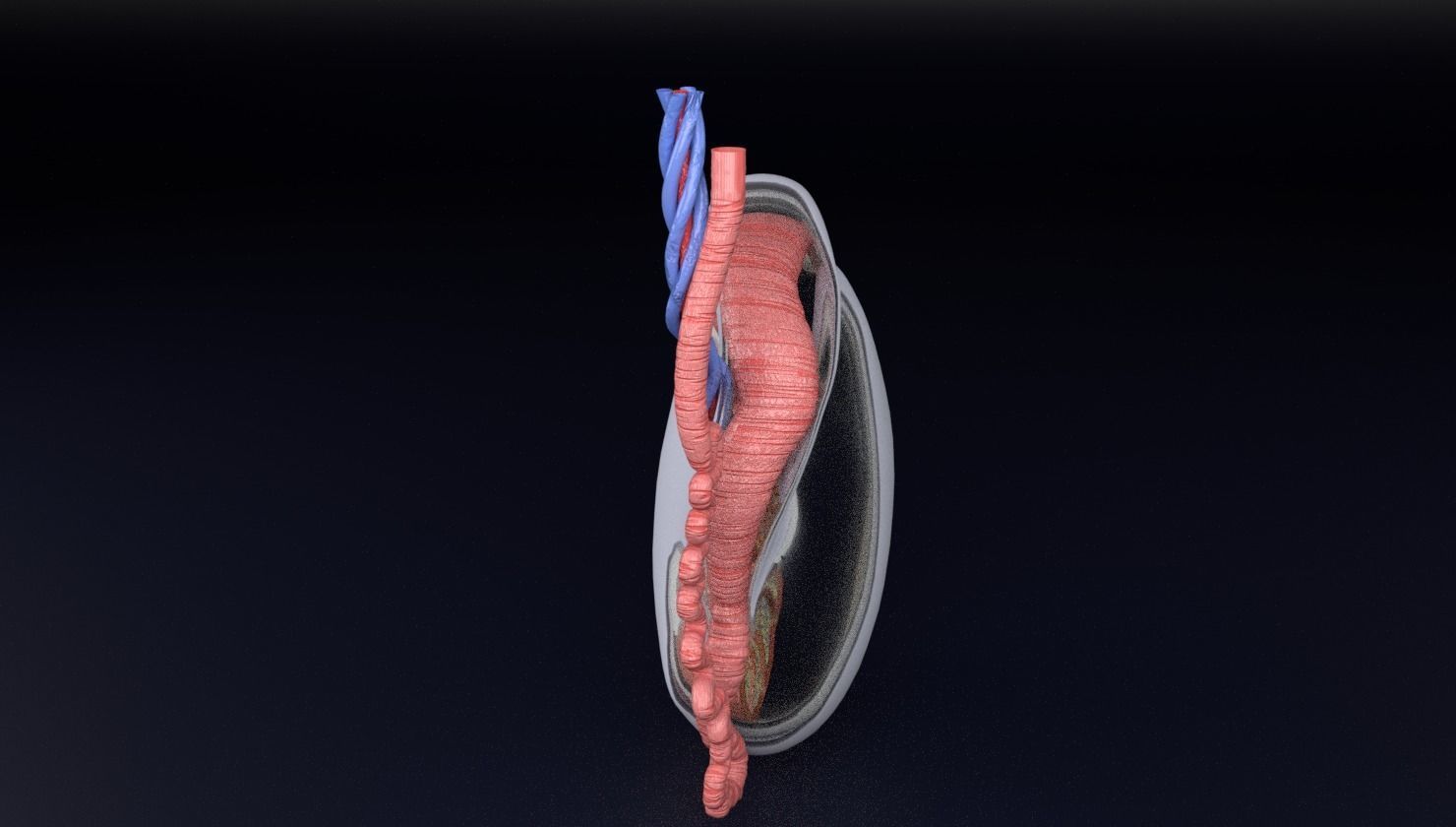 testis anatomy histology 3D model | CGTrader