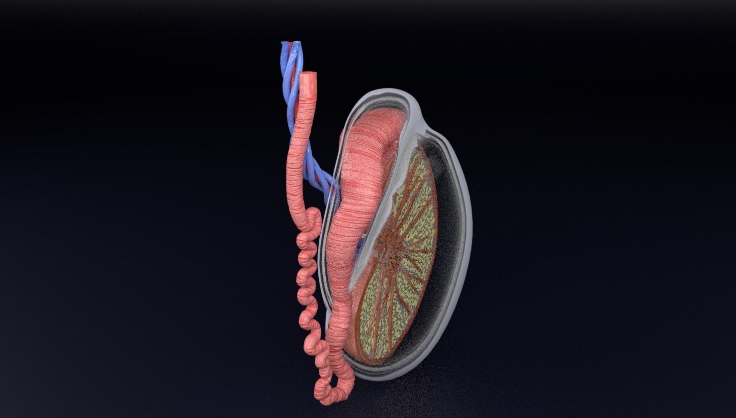 testis anatomy histology 3D model | CGTrader