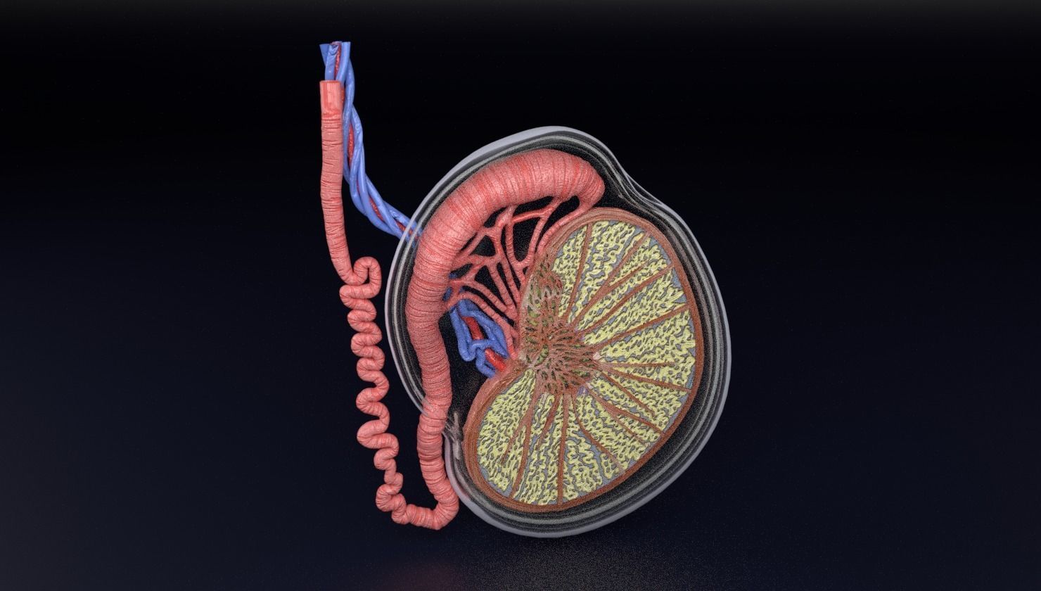 testis anatomy histology 3D model | CGTrader