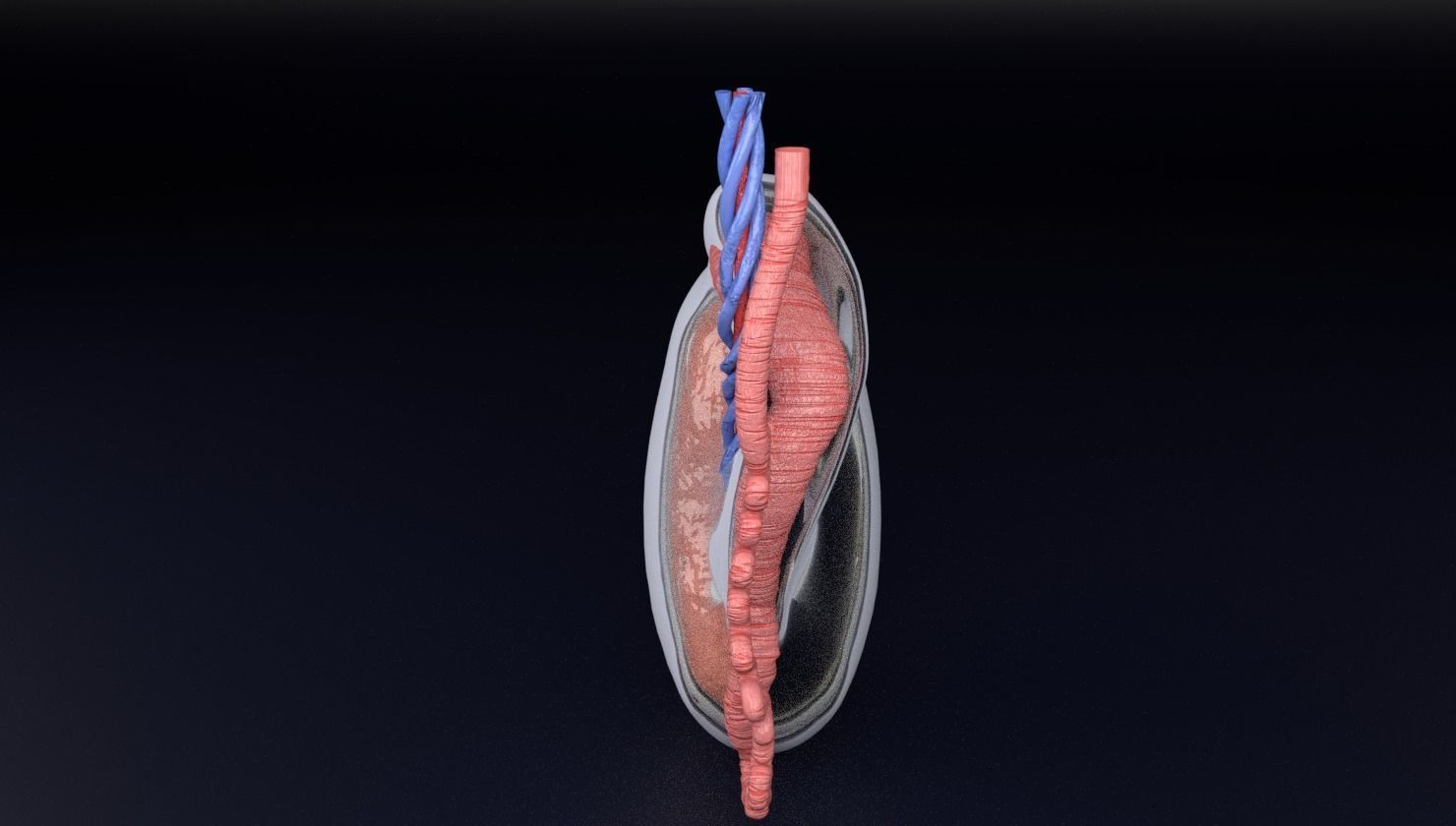 testis anatomy histology 3D model | CGTrader