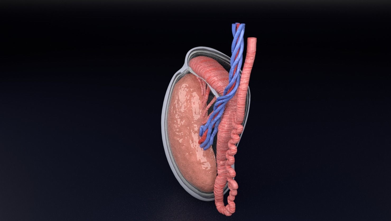 testis anatomy histology 3D model | CGTrader