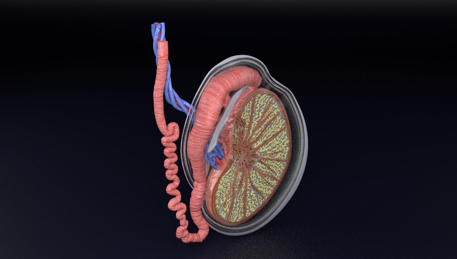 testis anatomy histology 3D model | CGTrader