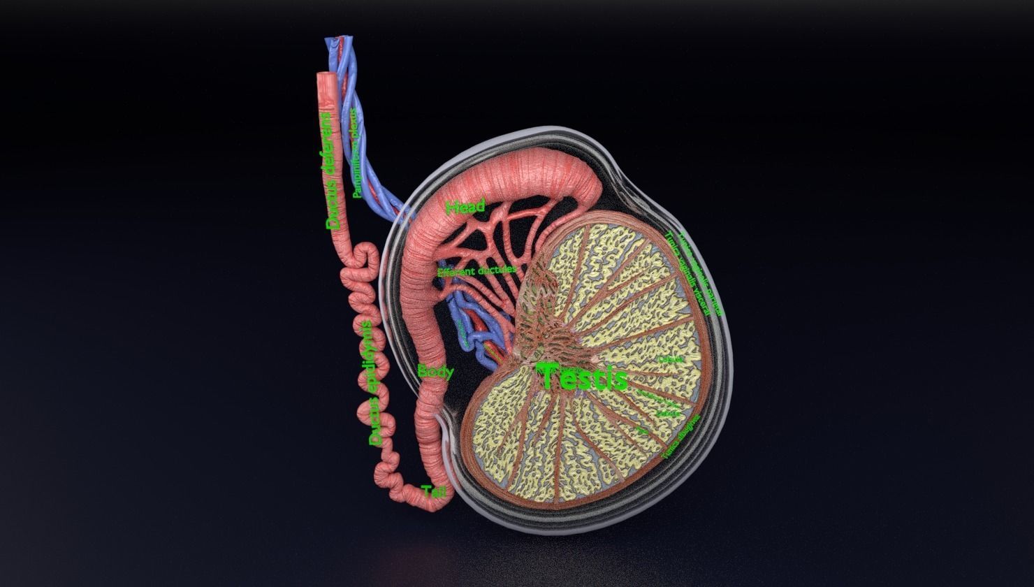 testis anatomy histology 3D model | CGTrader