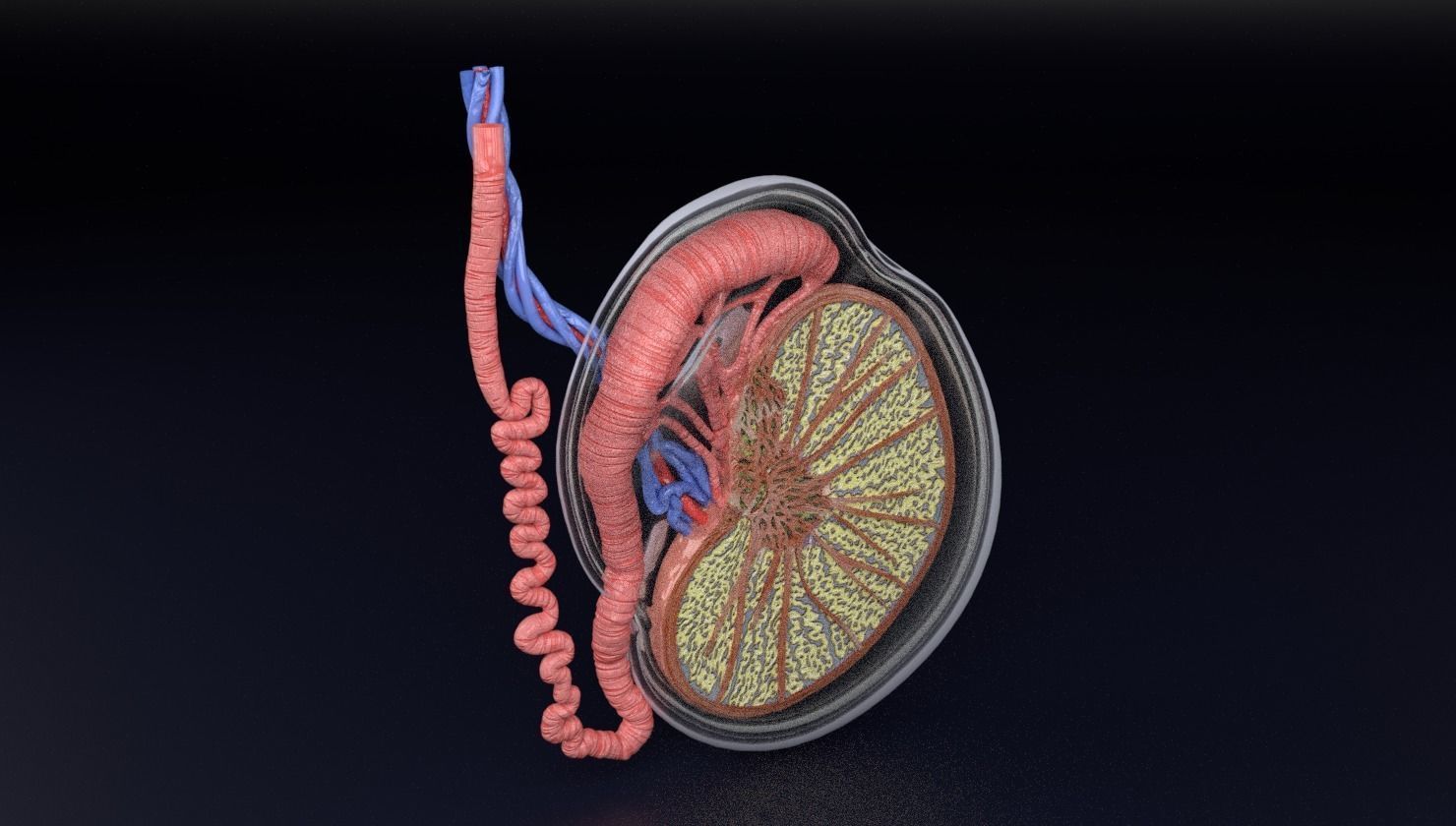 testis anatomy histology 3D model | CGTrader