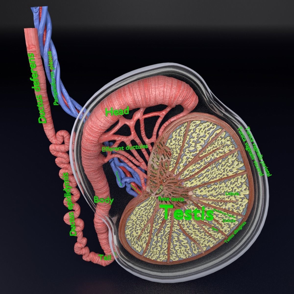 testis anatomy histology 3D model | CGTrader
