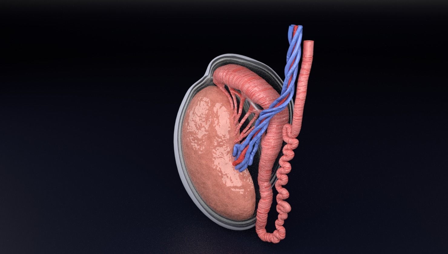 testis anatomy histology 3D model | CGTrader