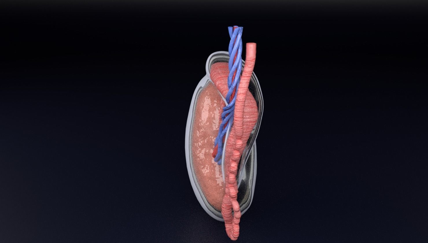 testis anatomy histology 3D model | CGTrader