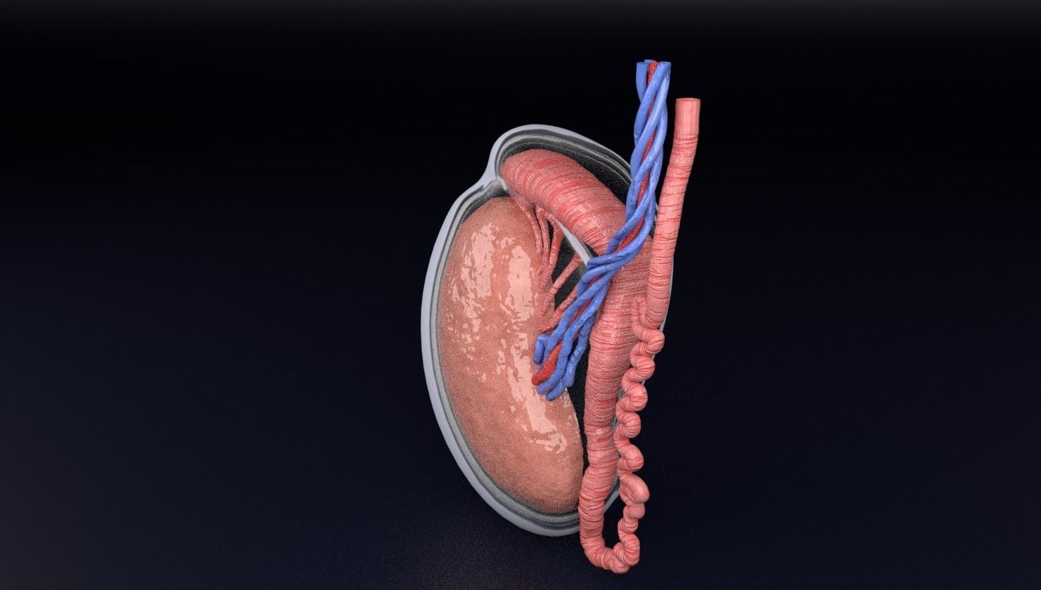 testis anatomy histology 3D model | CGTrader