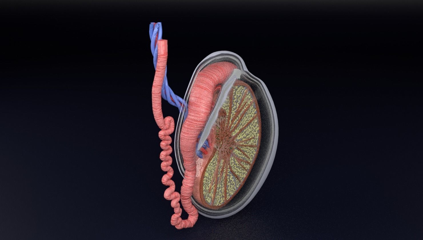 testis anatomy histology 3D model | CGTrader
