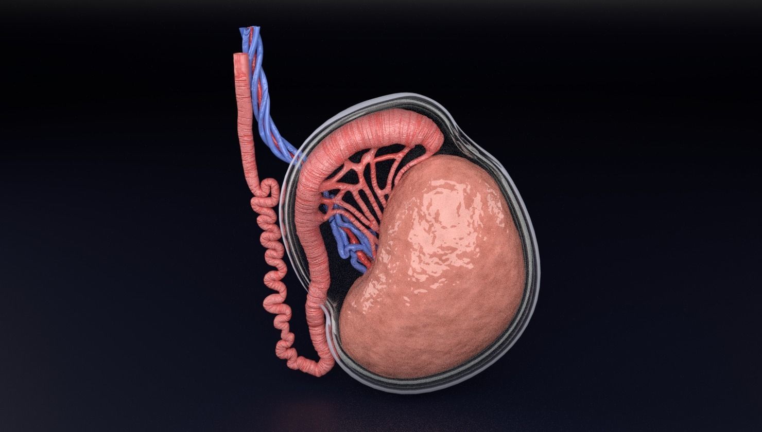 testis anatomy histology 3D model | CGTrader