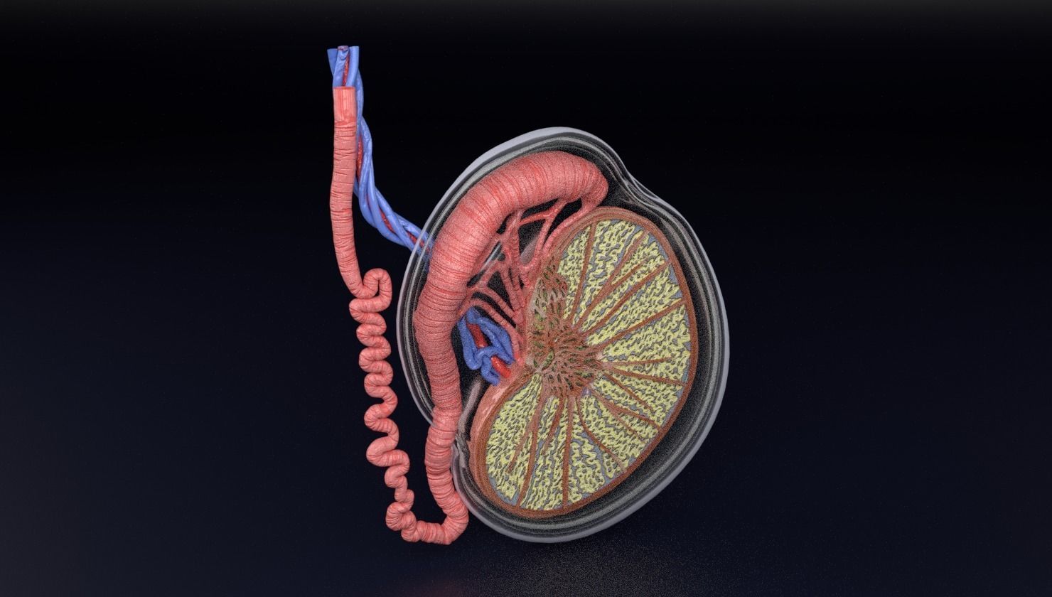 testis anatomy histology 3D model | CGTrader