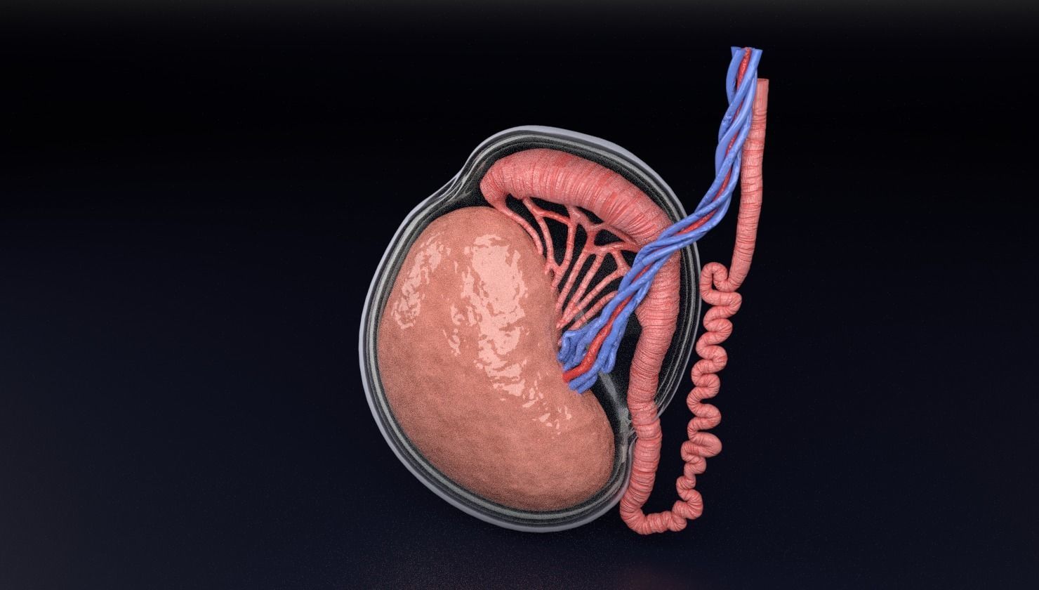 testis anatomy histology 3D model | CGTrader