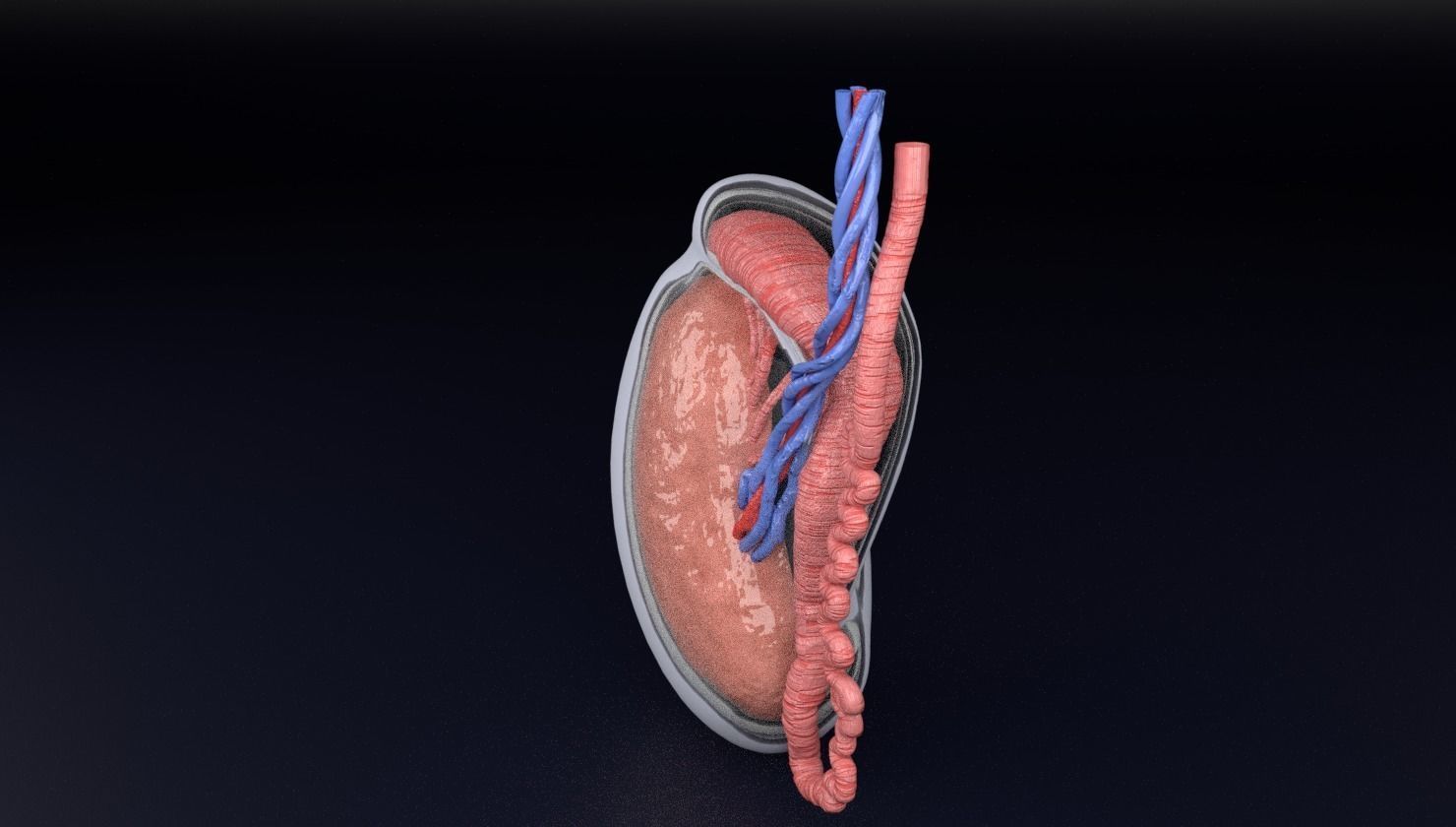 testis anatomy histology 3D model | CGTrader