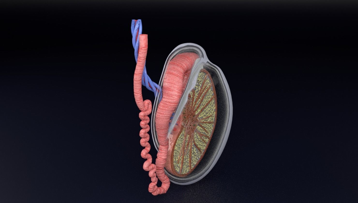 testis anatomy histology 3D model | CGTrader