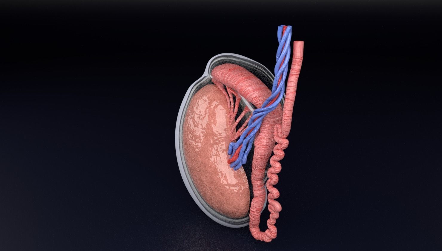 testis anatomy histology 3D model | CGTrader