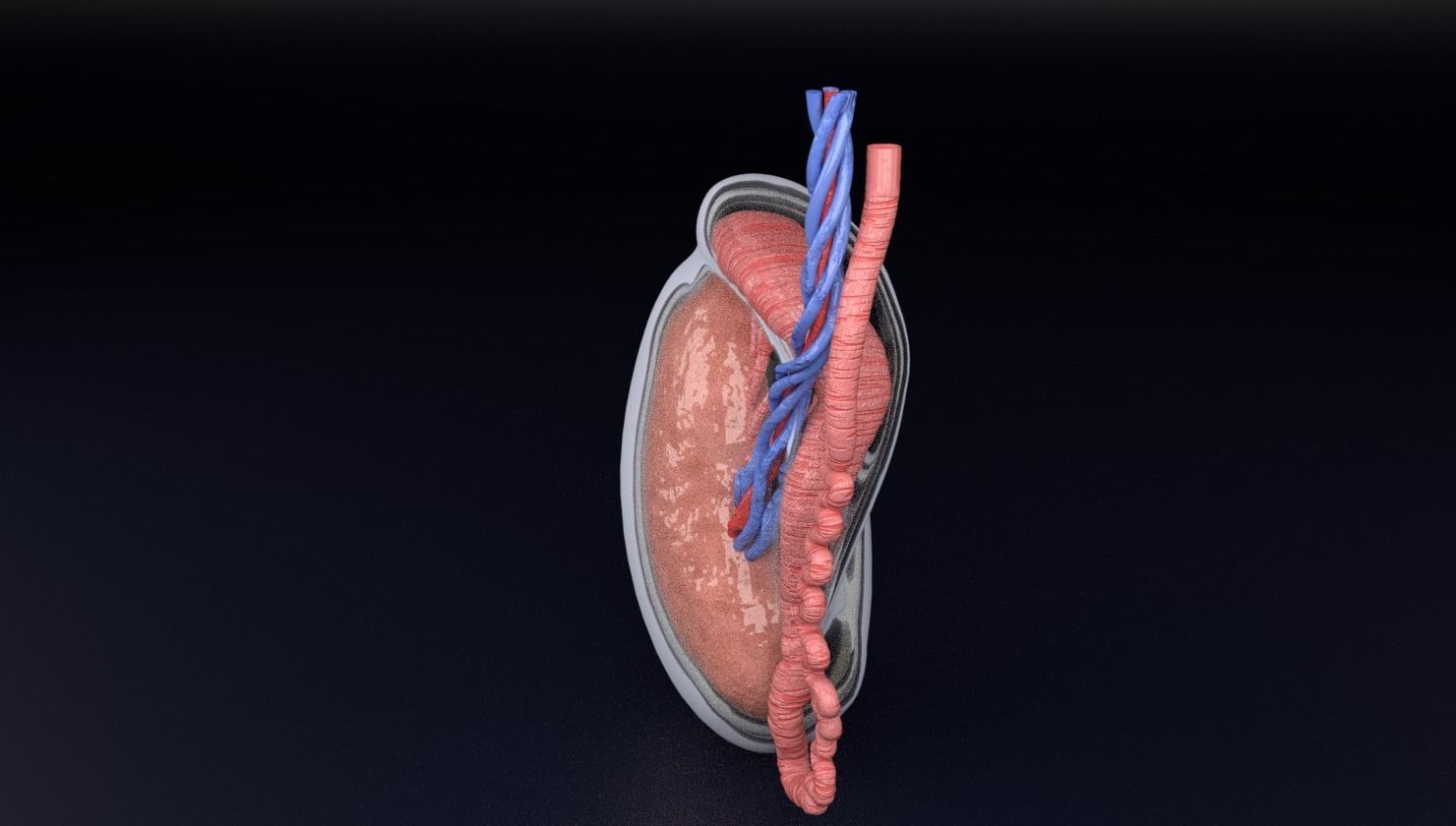 testis anatomy histology 3D model | CGTrader
