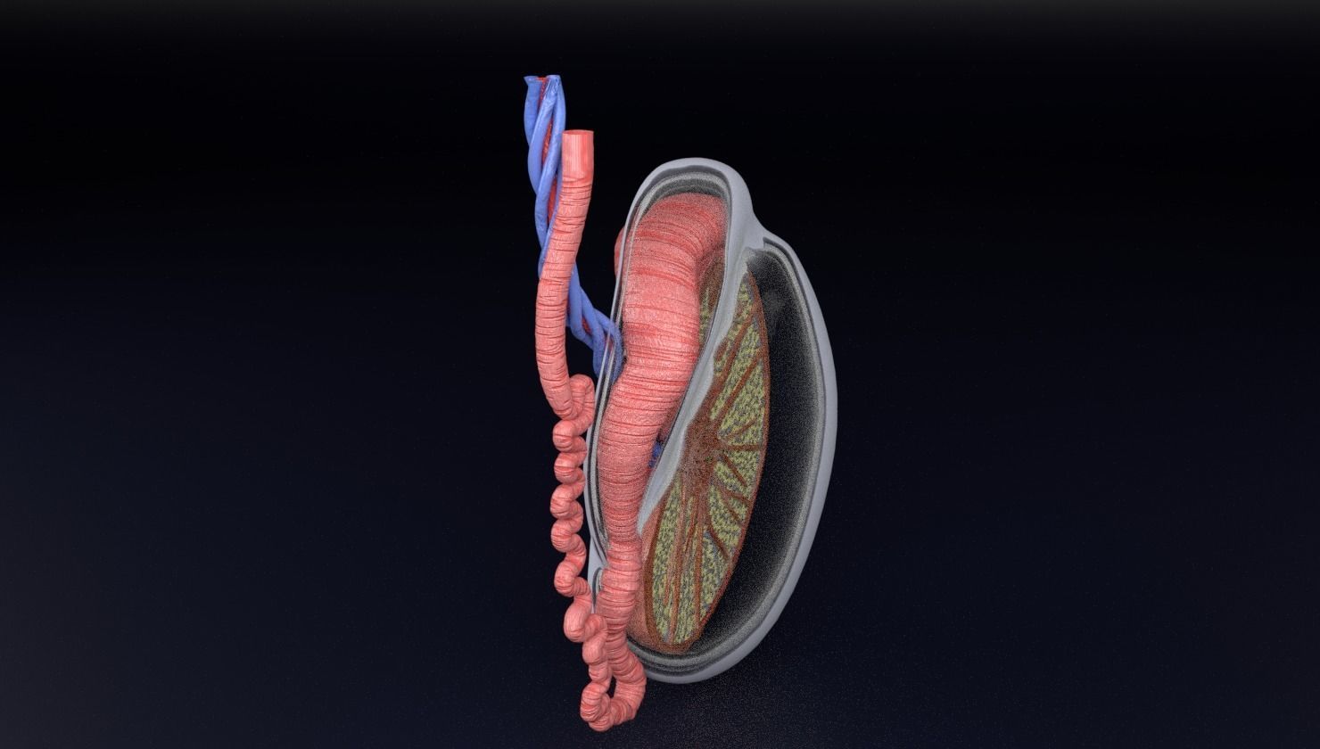 testis anatomy histology 3D model | CGTrader