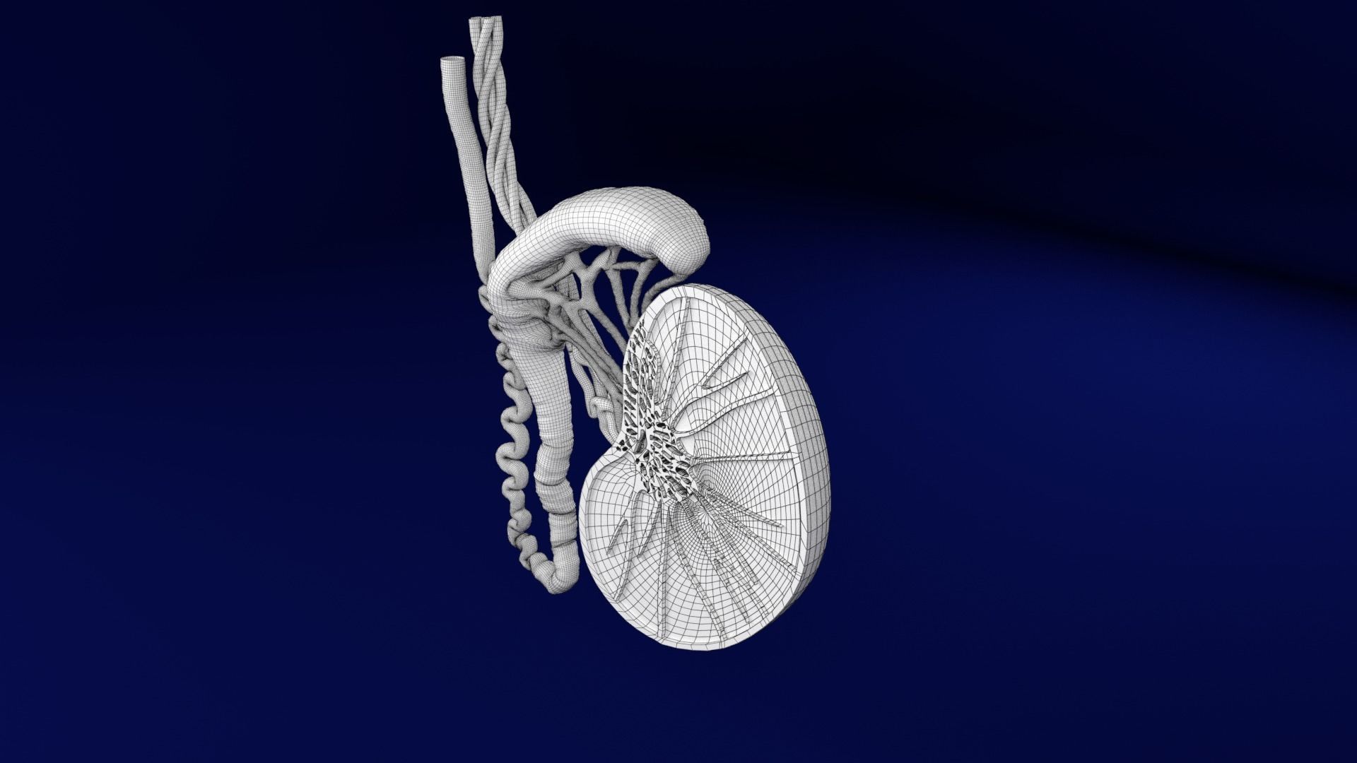 testis anatomy histology 3D model | CGTrader