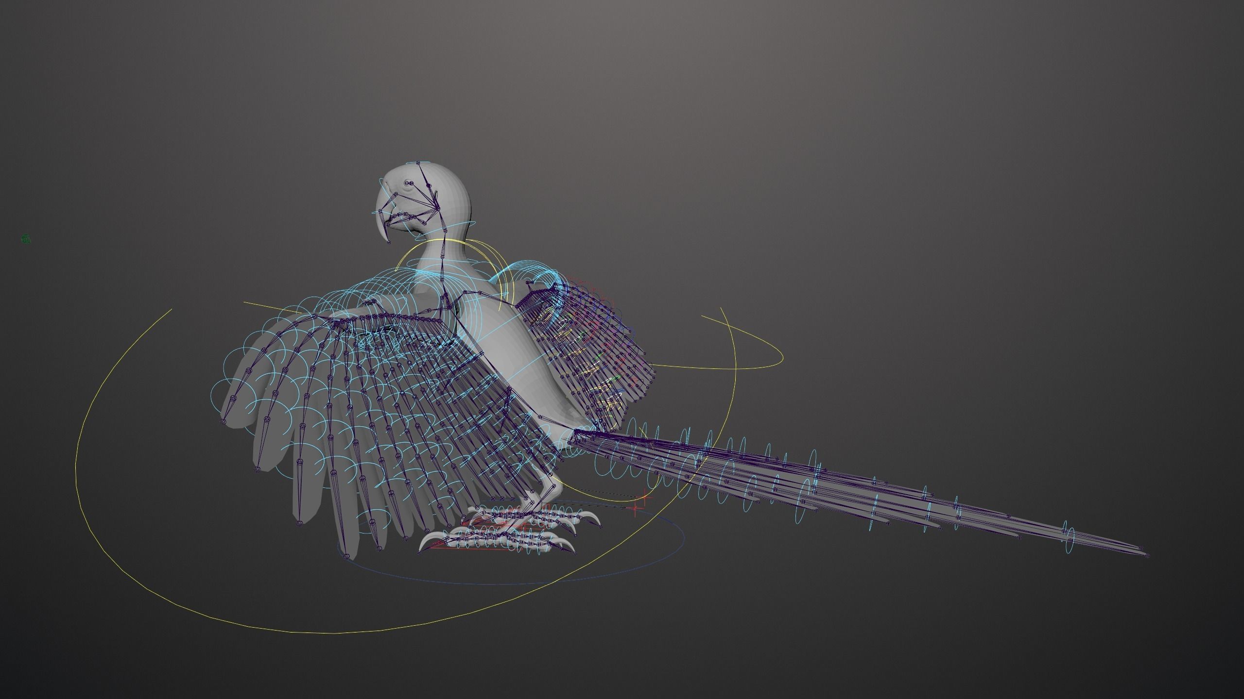 Basic model with Animation RIG of Macaw 3D model rigged | CGTrader