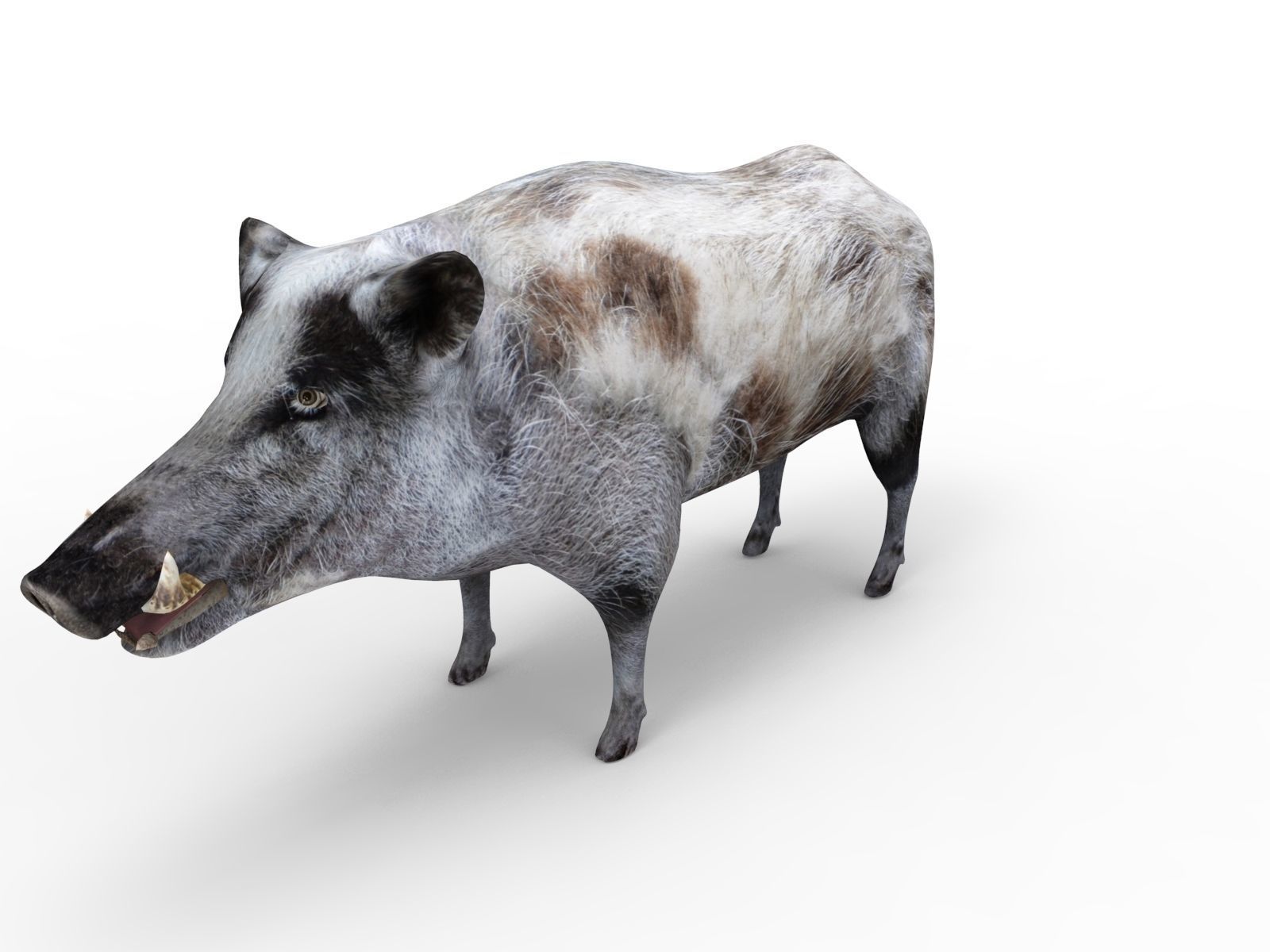 3D model White Boar Rigged 3D Models VR / AR / low-poly rigged | CGTrader
