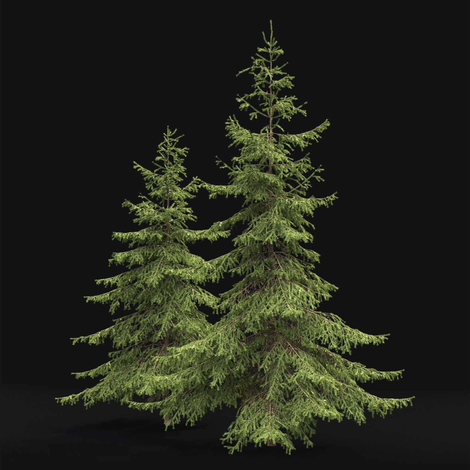 Picea 04 3D model | CGTrader